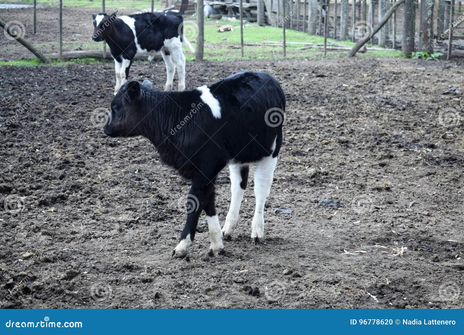 A Calf. There is Another Calf in the Back, Standing. Stock Photo ...