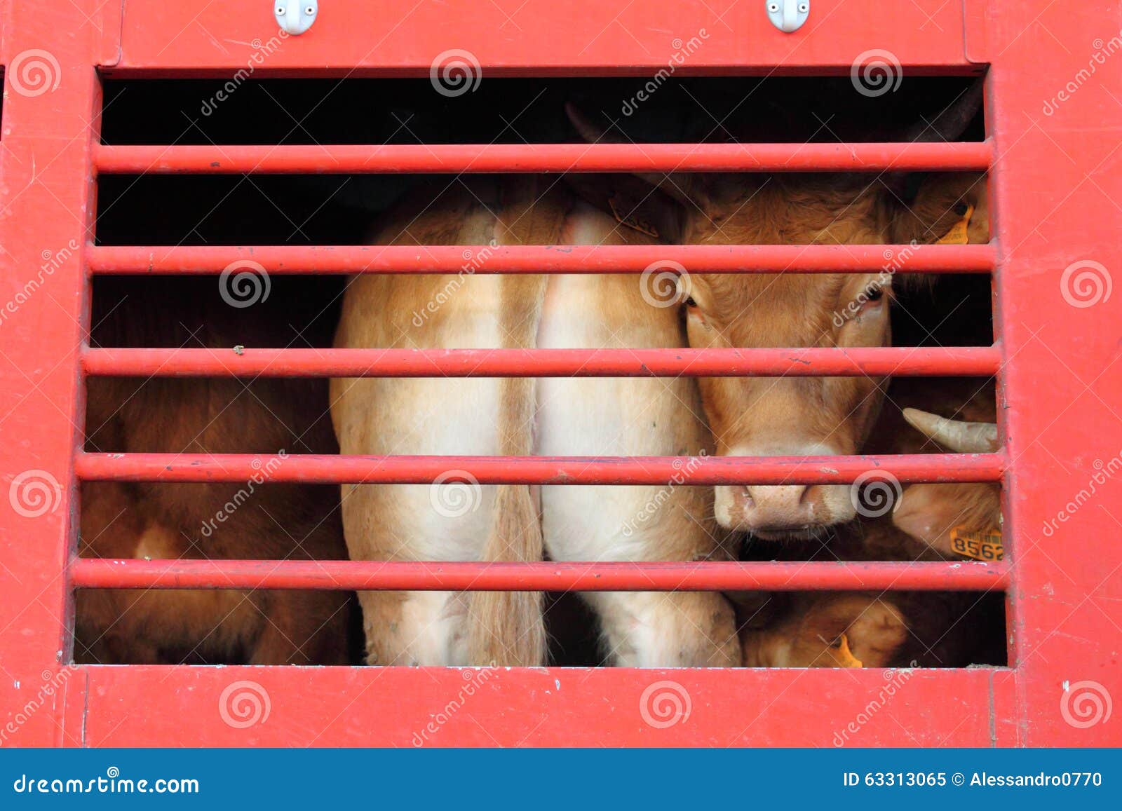Calf transportation stock image. Image of livestock, transport - 63313065