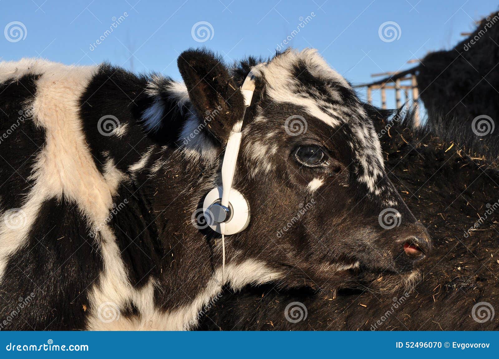 Calf Uses Stereo Headphones Stock Photo - Image of beef, arts: 52496070