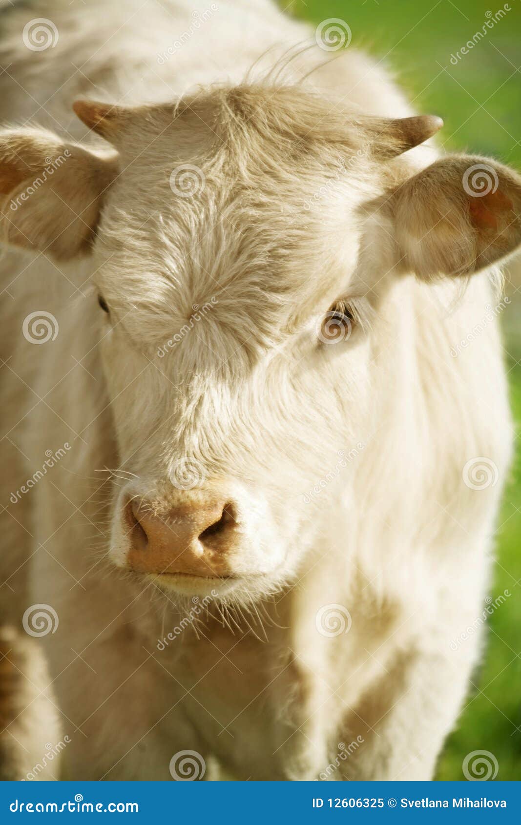 Calf of wild ox stock image. Image of aurochs, shaggy - 12606325