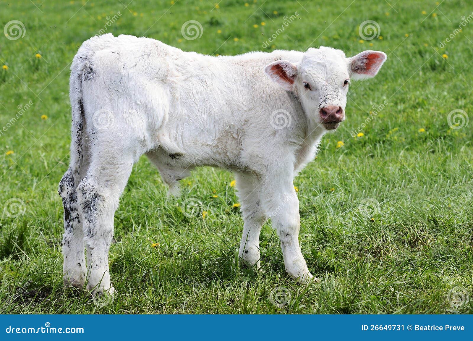 Calf of wild ox stock image. Image of neat, hoof, field - 26649731