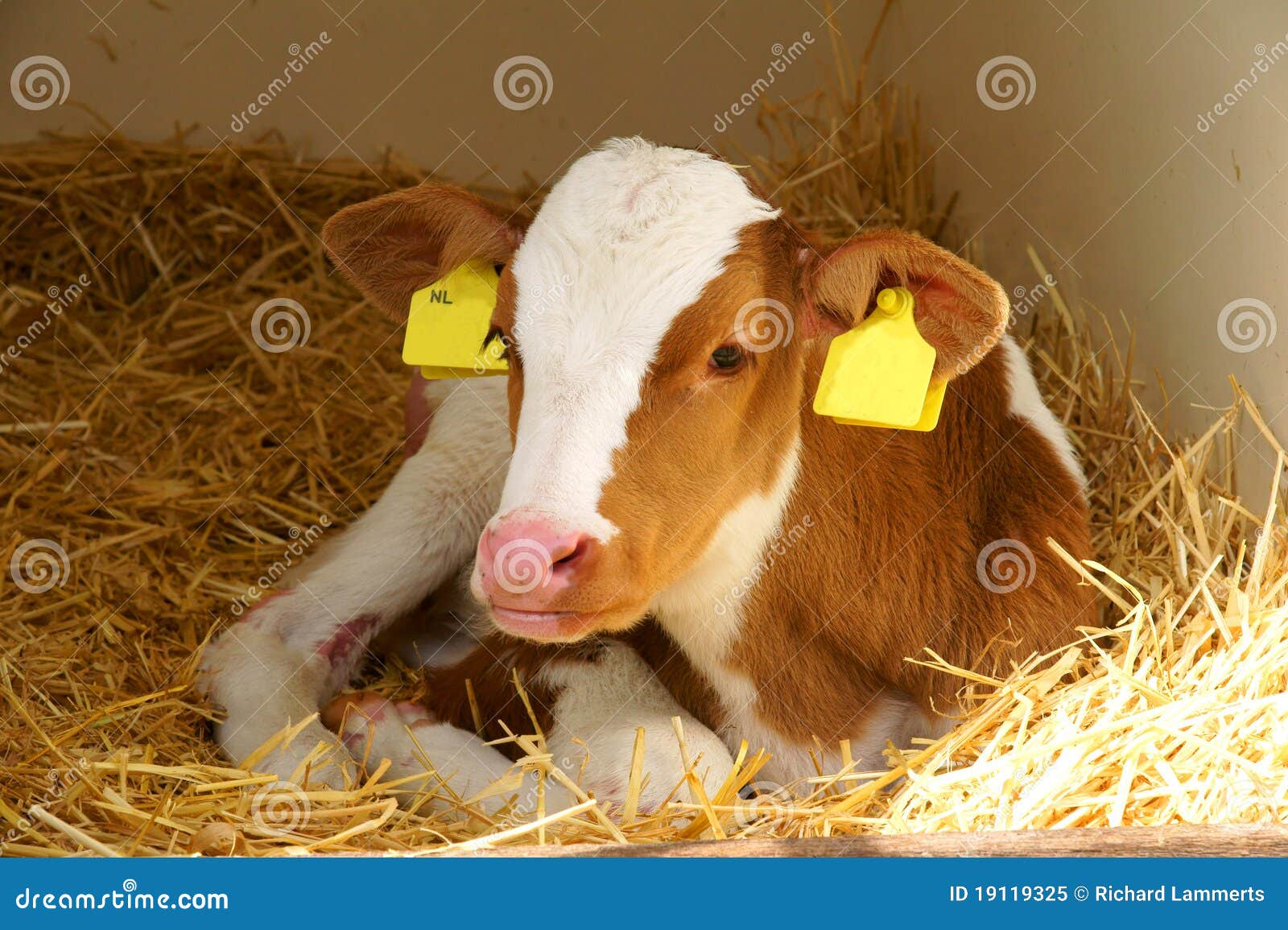 Calf with yellow eartag stock image. Image of holstein - 19119325