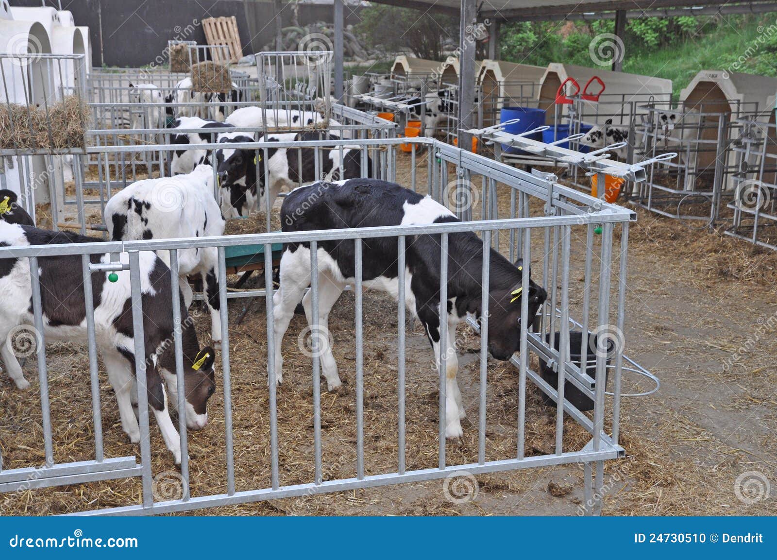 Calfs stock photo. Image of farm, dairy, animal, calf - 24730510