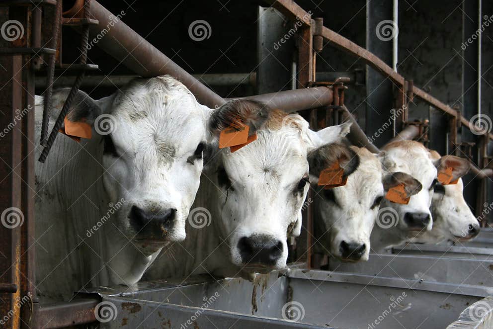 Calfs stock image. Image of cuneo, calfs, graziery, mammals - 5607089