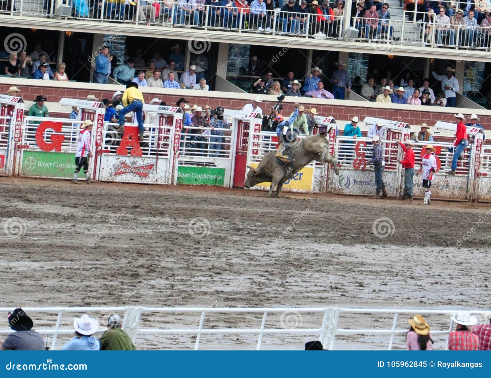 Calgary Stampede Rodeo editorial image. Image of sports - 105962845