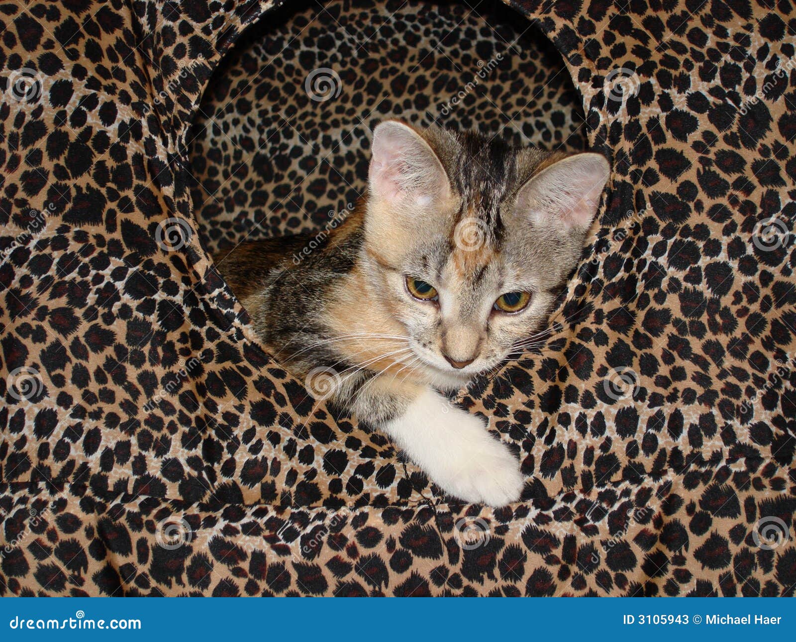 Cali Cat Picture. Image: 3105943