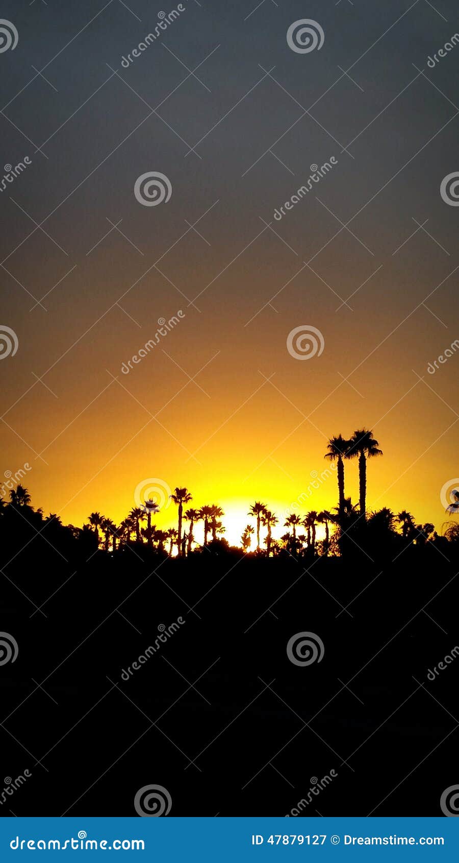 Cali sunrise stock image. Image of palm, peaceful, trees - 47879127