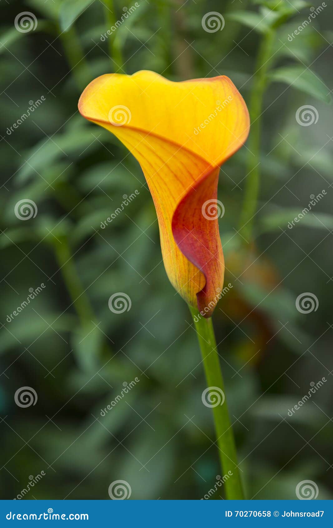 Calia Flame Flower stock photo. Image of gift, garden - 70270658