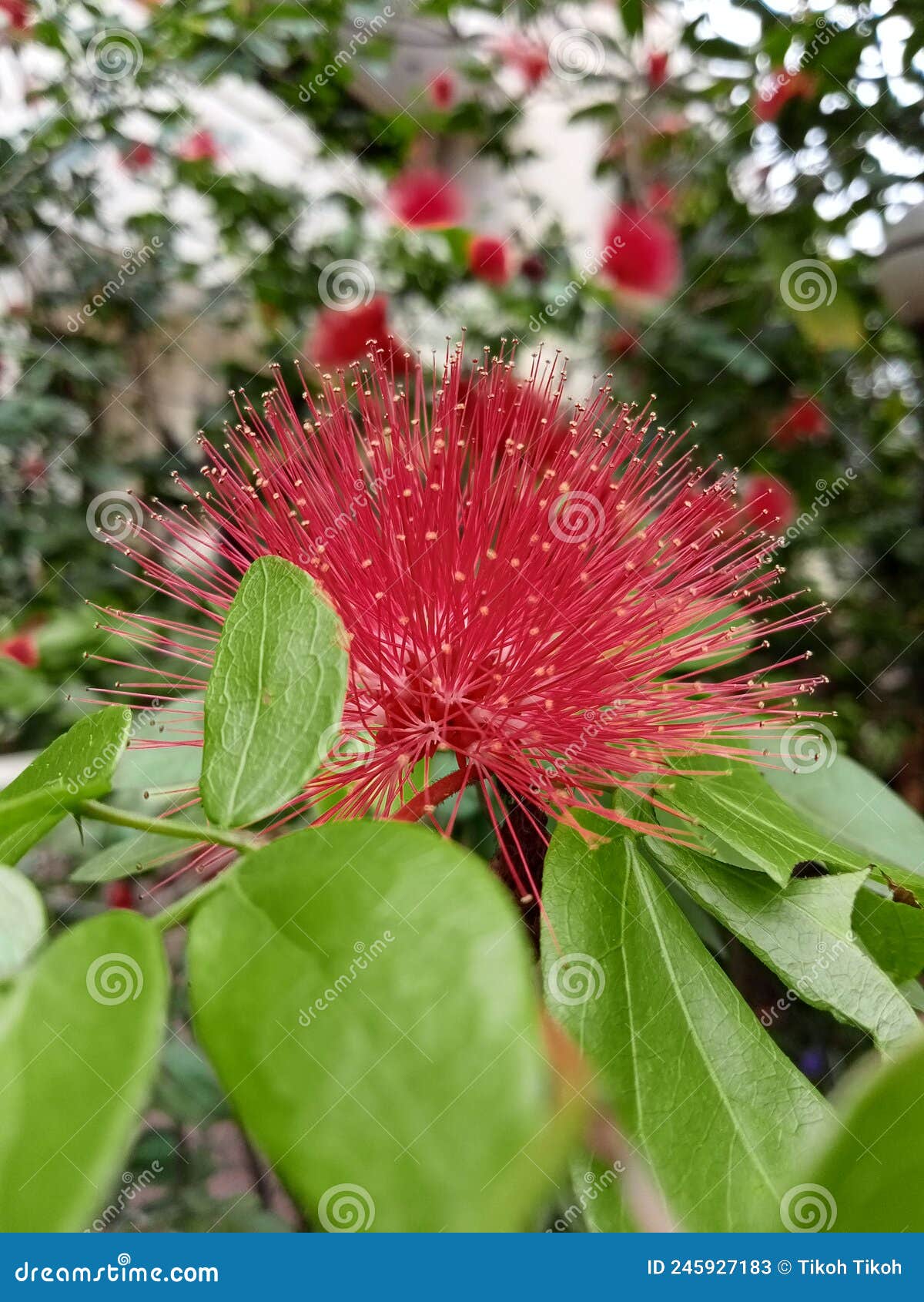 Caliandra Flower Potrait on the Garden Stock Image - Image of caliandra ...