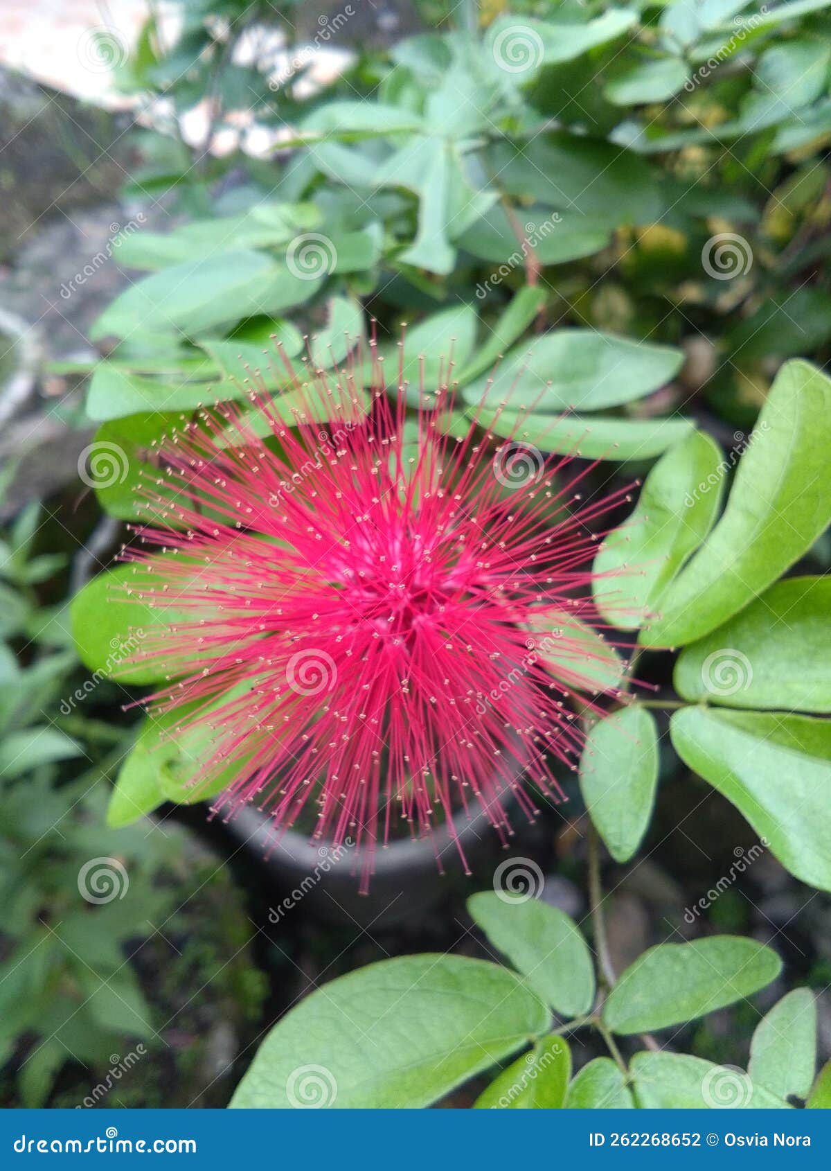 Caliandra red flower stock photo. Image of food, garden - 262268652