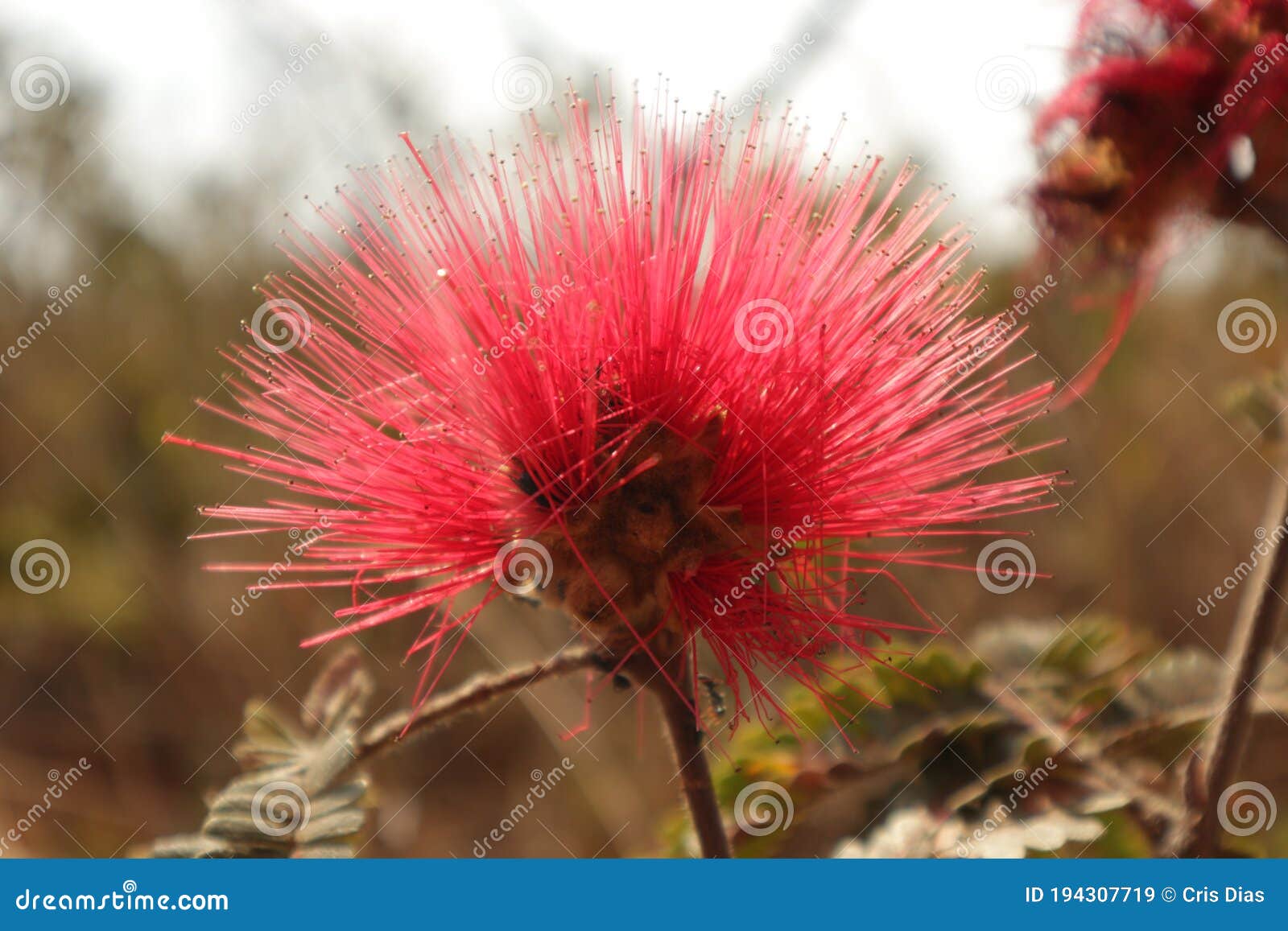 Caliandra imagen de archivo. Imagen de flora, verde - 194307719