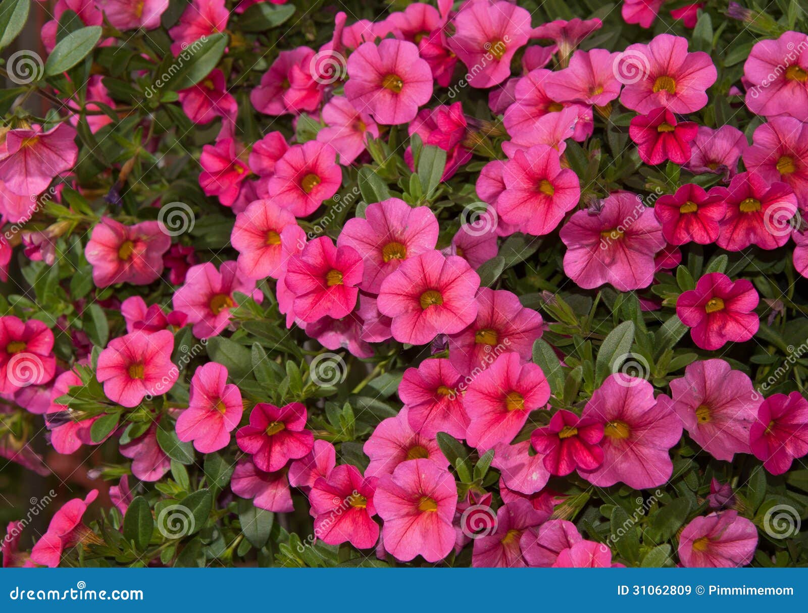 Calibrachoa, Mini Petunia, Les Masses De Fleur Image stock - Image du ...