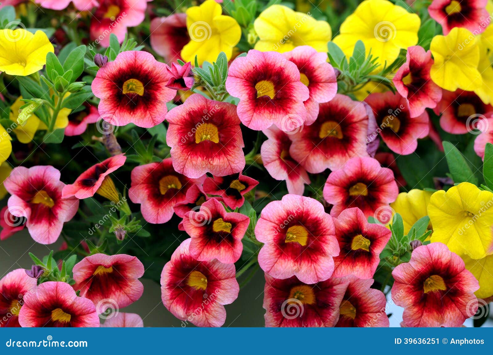 Calibrachoa Supperbells Cherry Red Stock Image - Image of pink, yellow ...