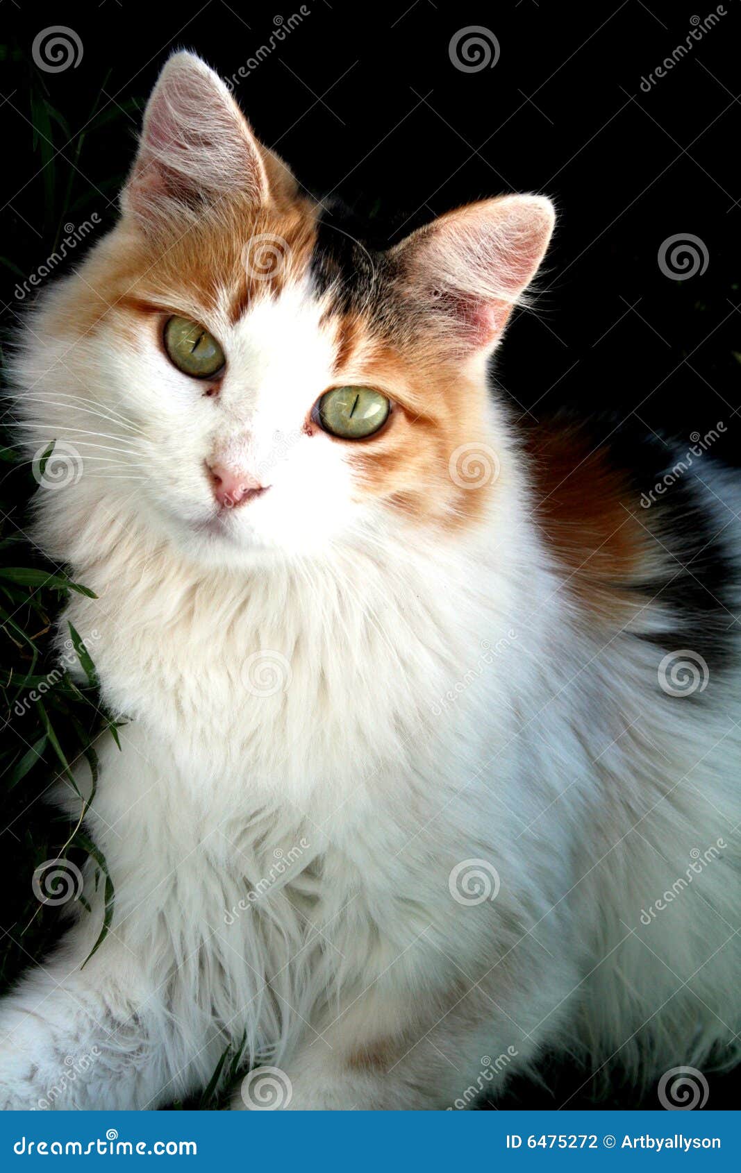 Calico stock photo. Image of hair, calico, green, colors - 6475272