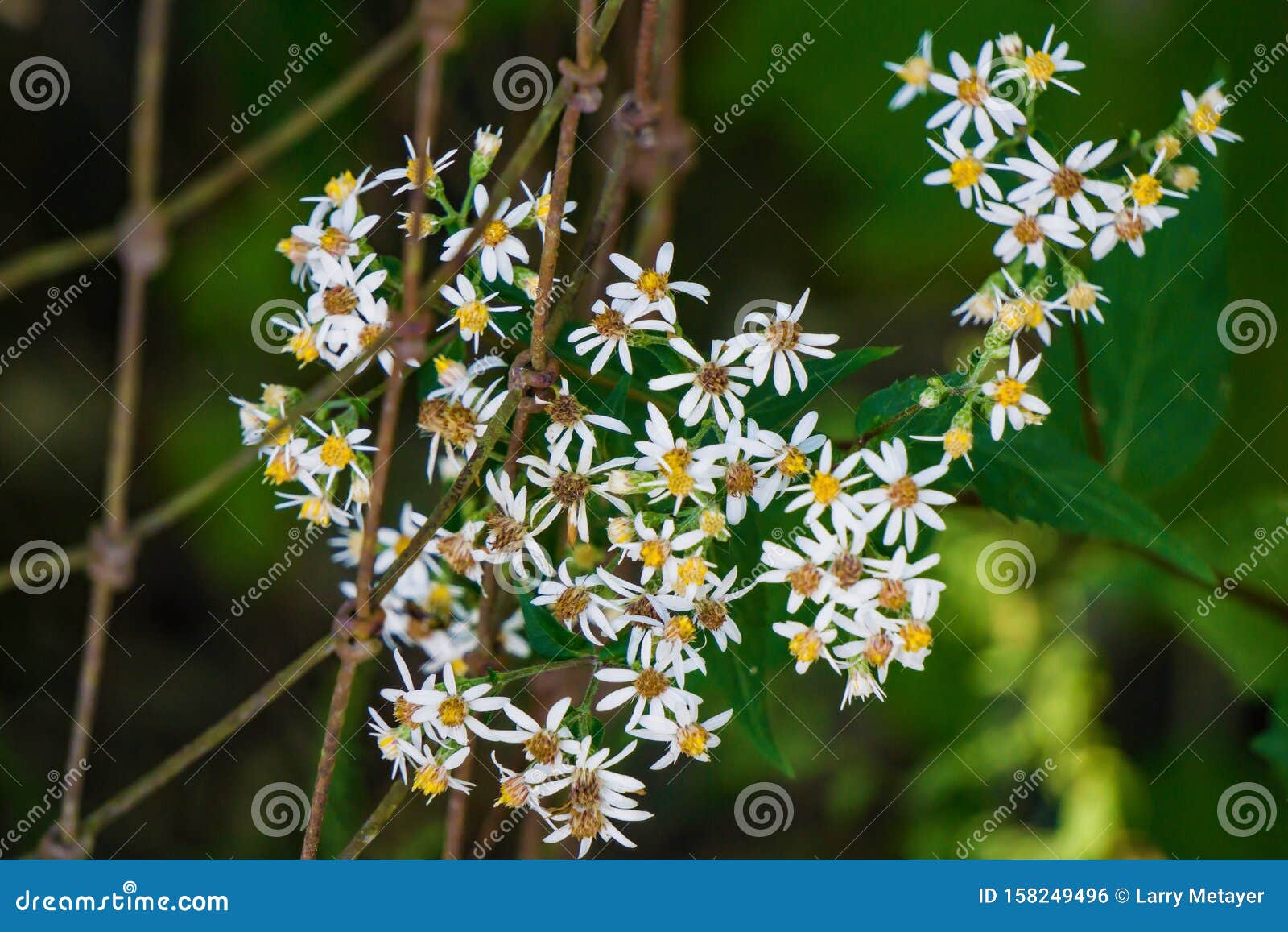 Calico Aster, Aster Lateriflorus Foto de archivo - Imagen de primer ...