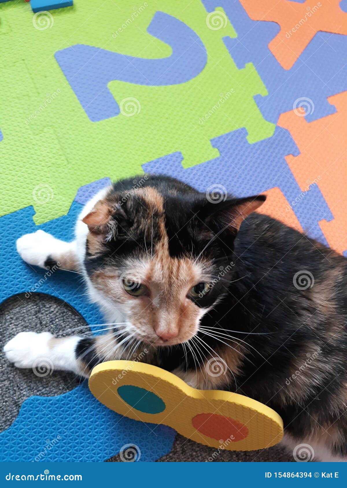Calico Baby stock photo. Image of cute, calico, year - 154864394