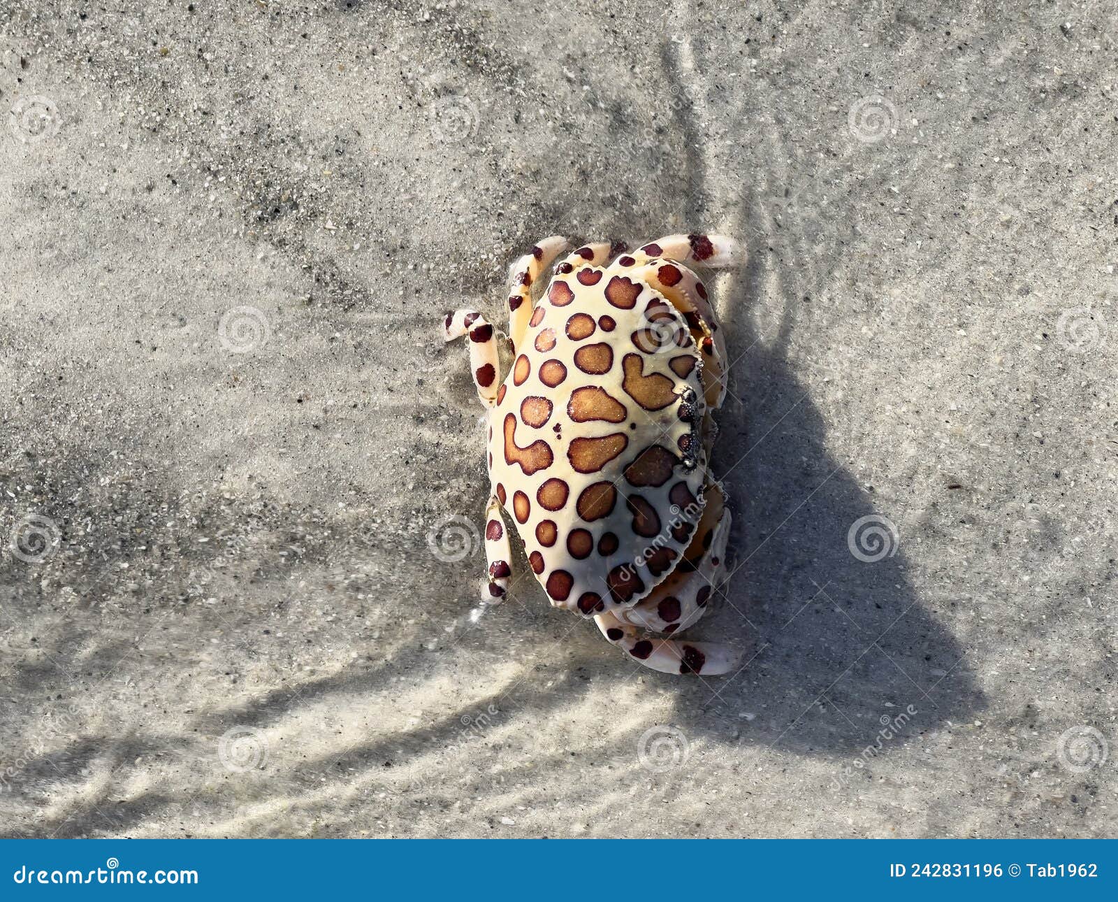 Calico Box Crab or Leopard Crab Stock Photo - Image of crustacean ...