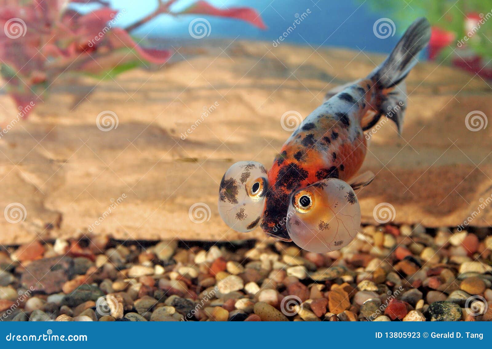 Calico Bubble Eye Goldfish