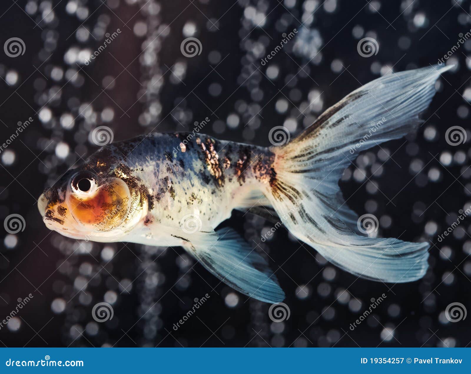 Calico Bubble Eye Goldfish