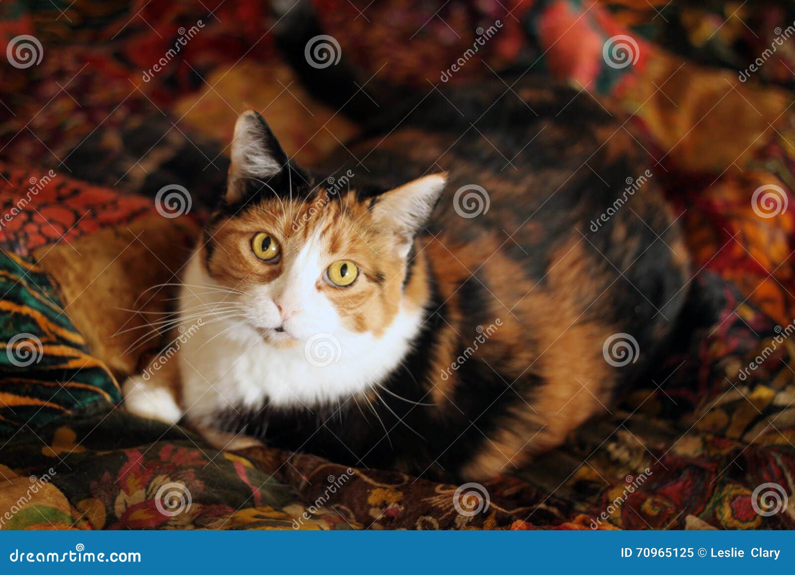 Calico on a calico blanket stock image. Image of blends - 70965125