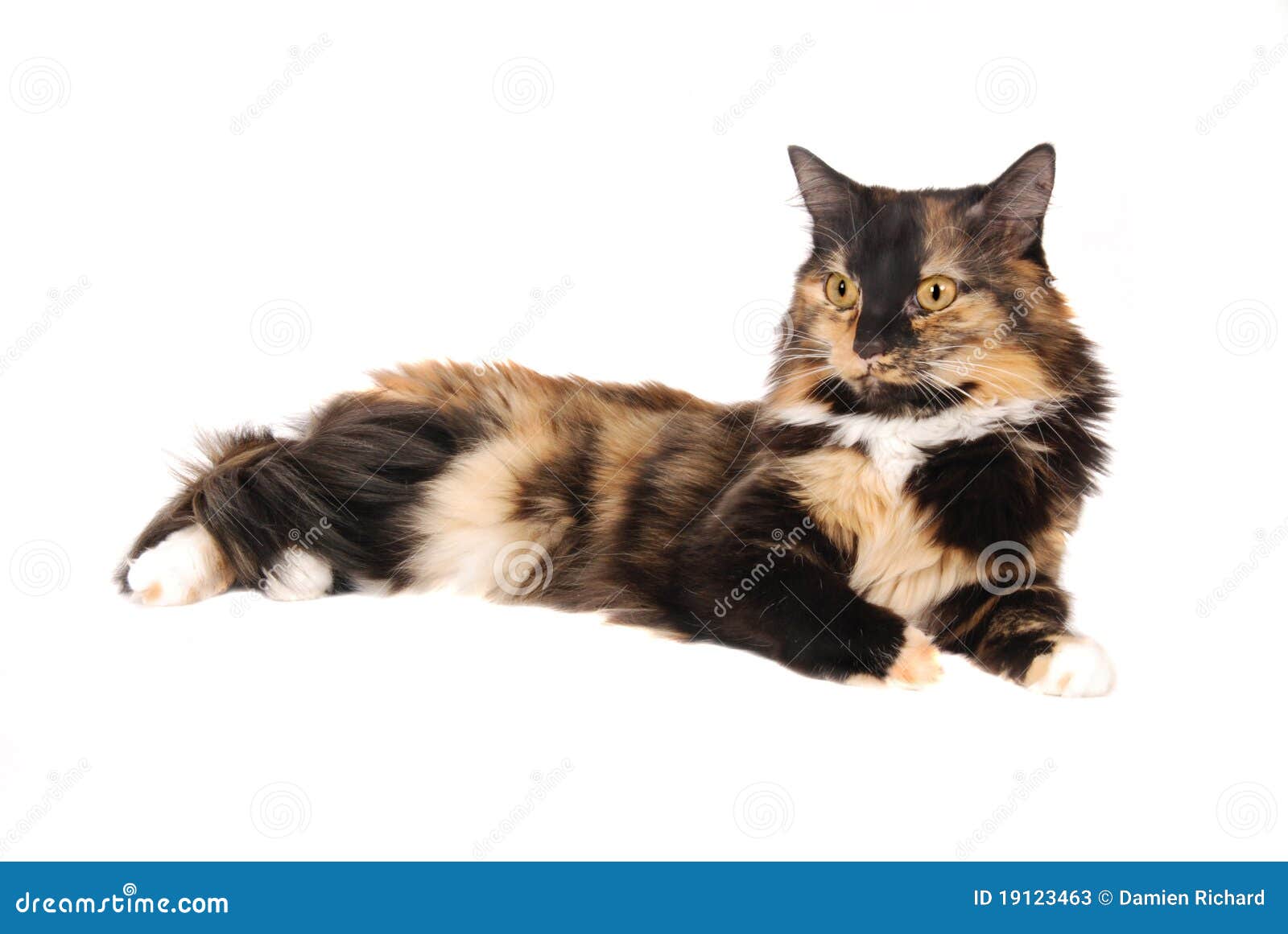 Calico Cat stock image. Image of paws, fuzzy, tail, sweet - 19123463