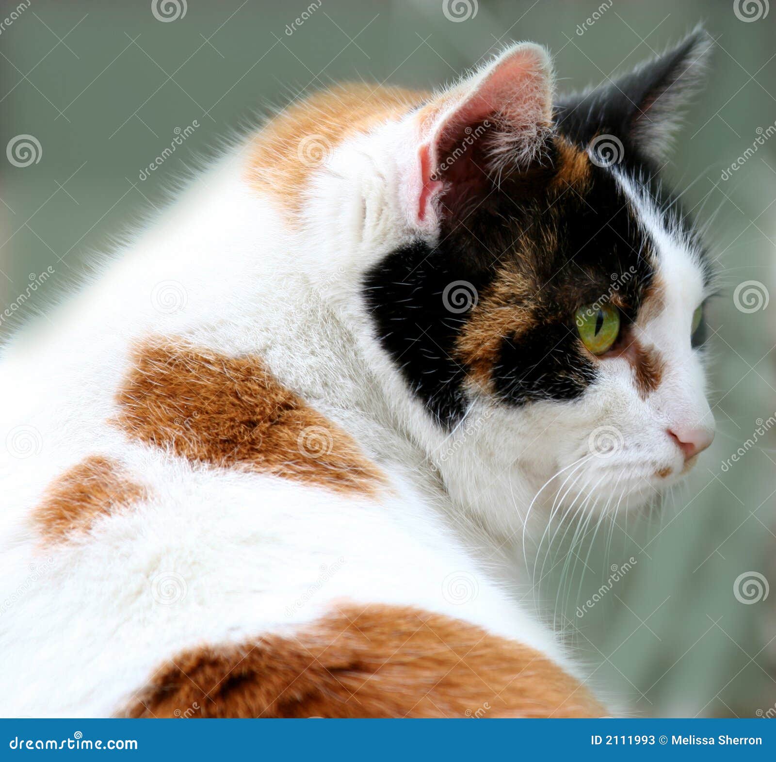 Calico cat stock image. Image of feline, soft, pretty - 2111993