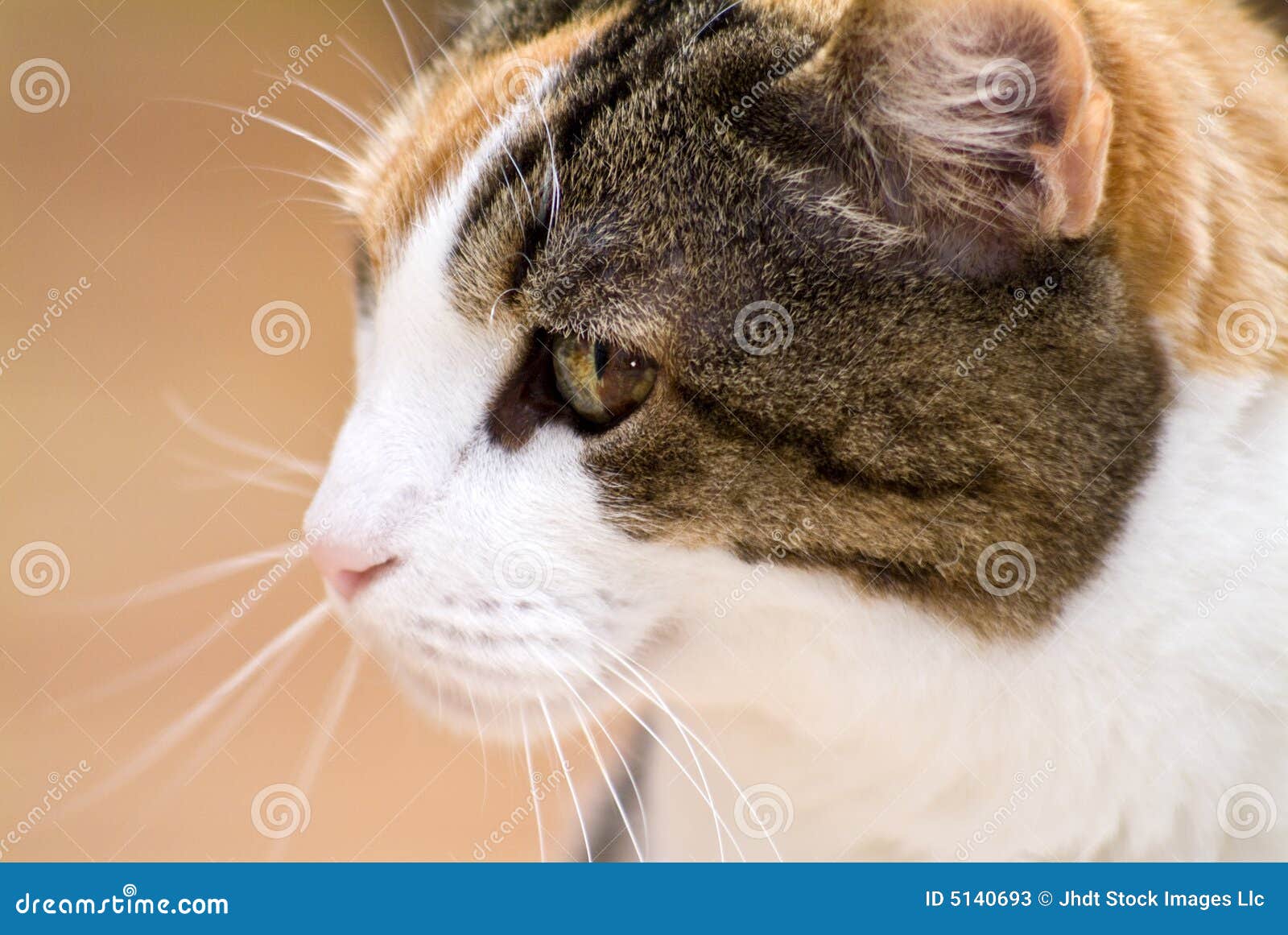 Calico Cat stock image. Image of stare, eyes, gaze, monitor - 5140693