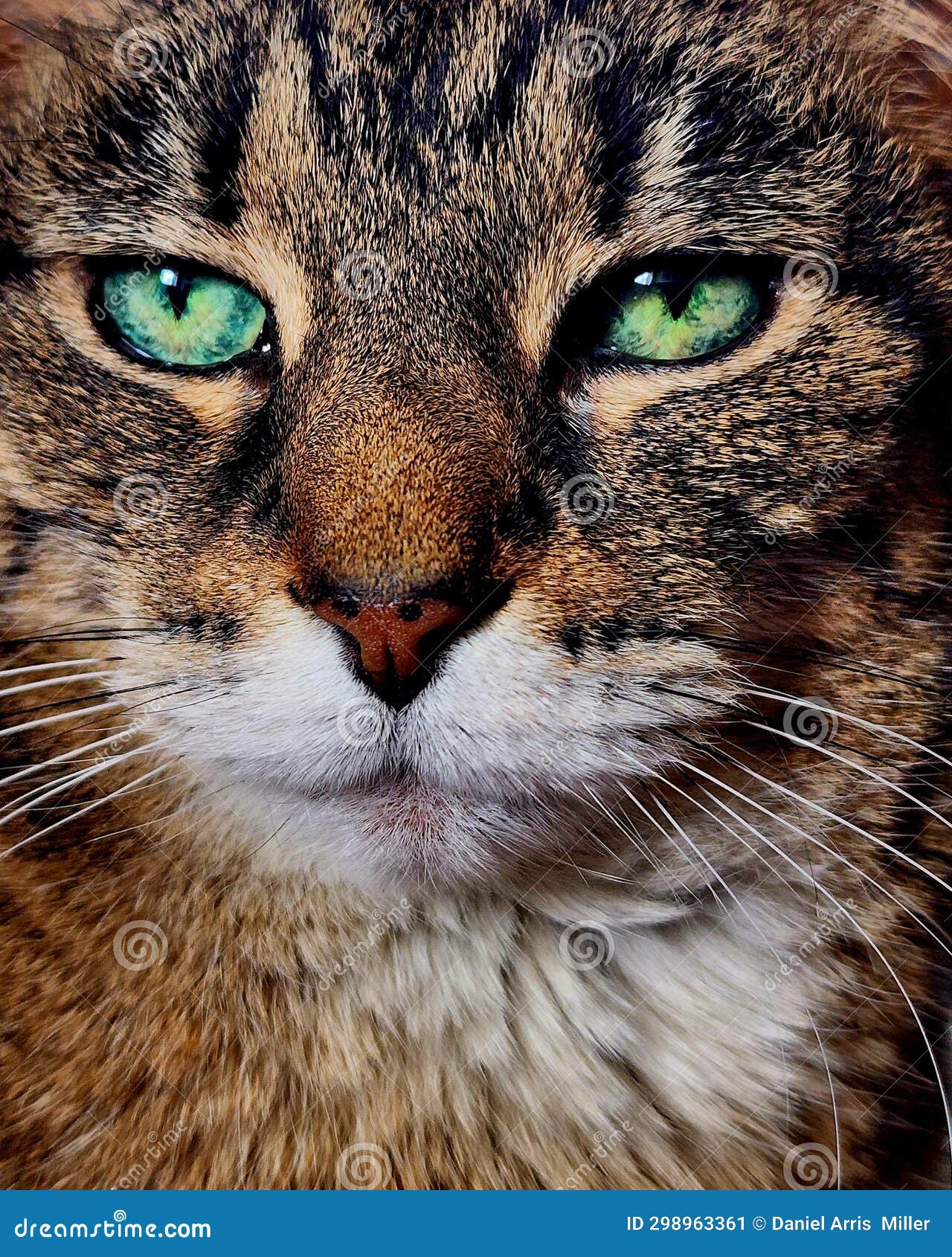 Calico Cat Animal Kitty Art Abstract Stock Image - Image of calico ...