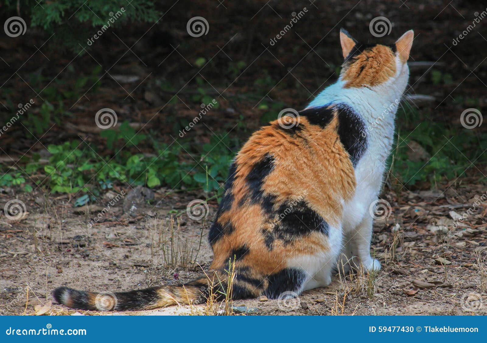 Calico cat backside stock photo. Image of backside, orange - 59477430
