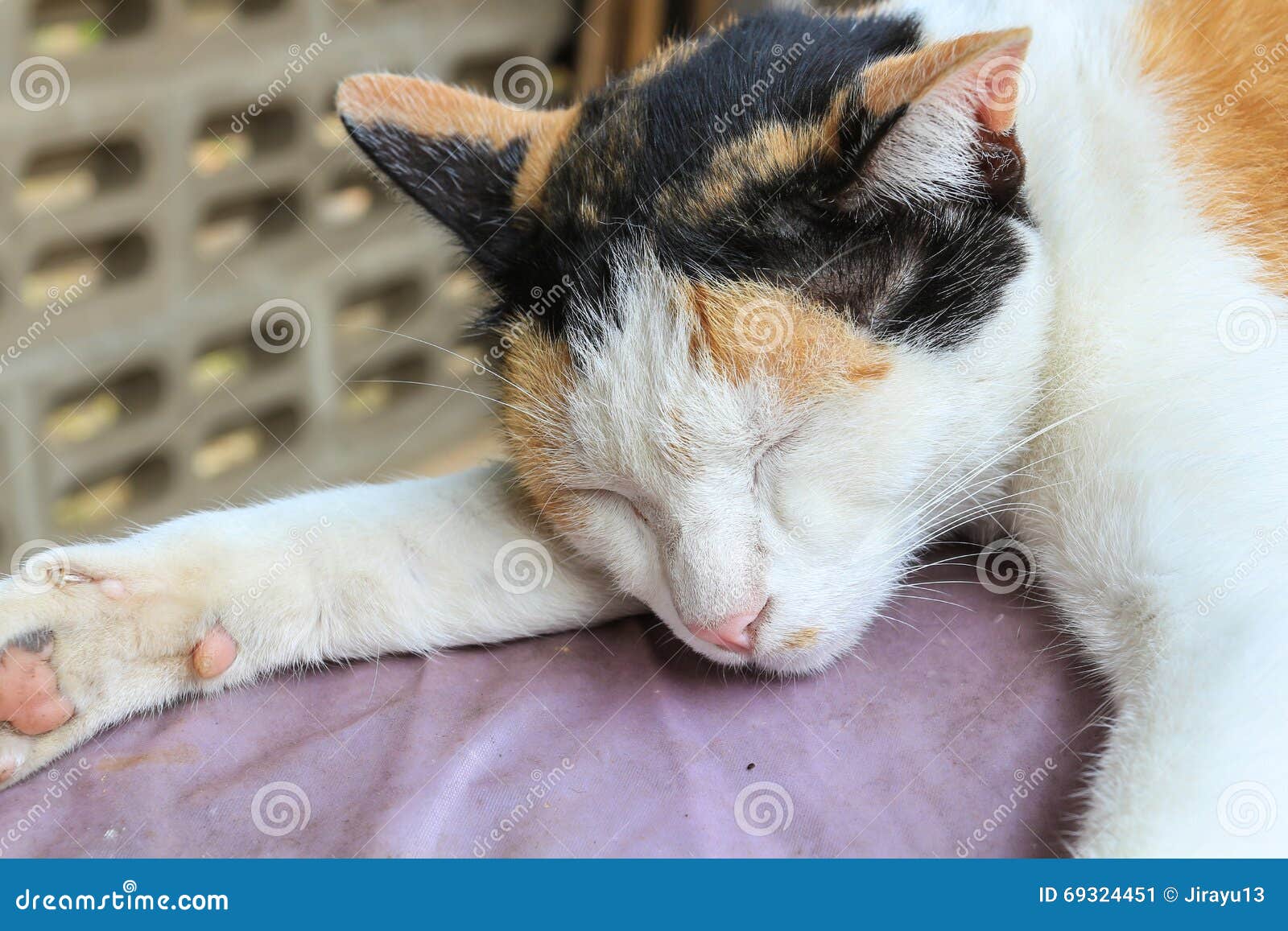 Calico cat stock image. Image of black, feline, outdoor - 69324451