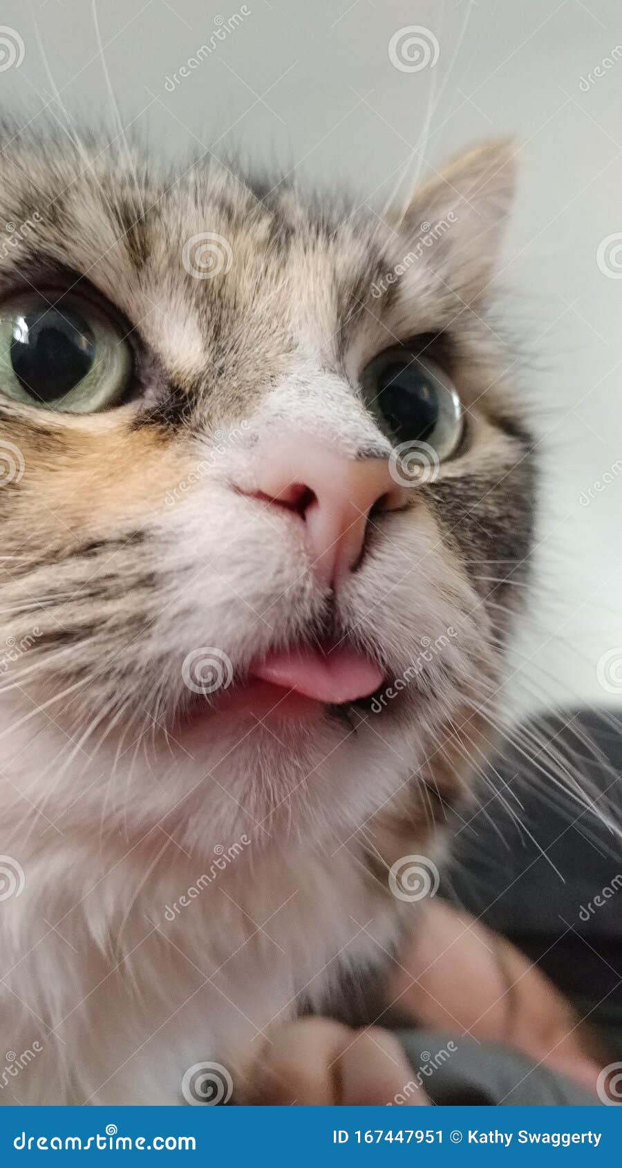 Calico cat blep tongue out stock image. Image of animal - 167447951 Calico cat blep tongue out stock image. Image of animal - 167447951