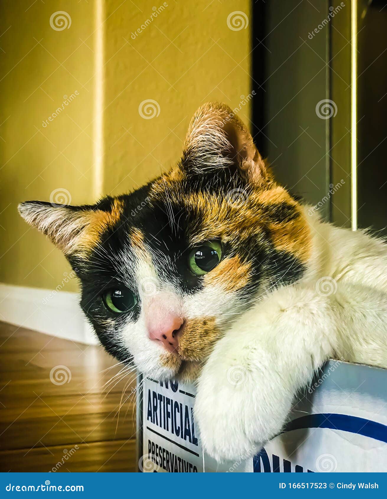 Calico cat in box stock image. Image of fridge, playful - 166517523