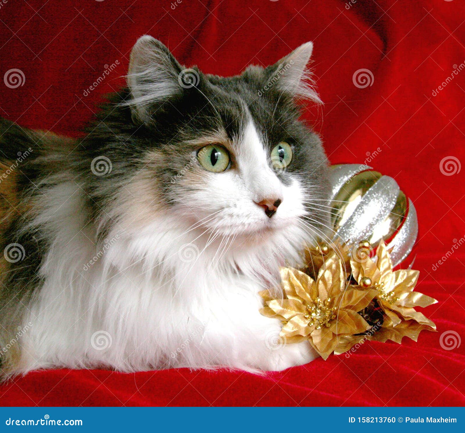 Calico Cat at Christmas stock photo. Image of catnchristmas - 158213760