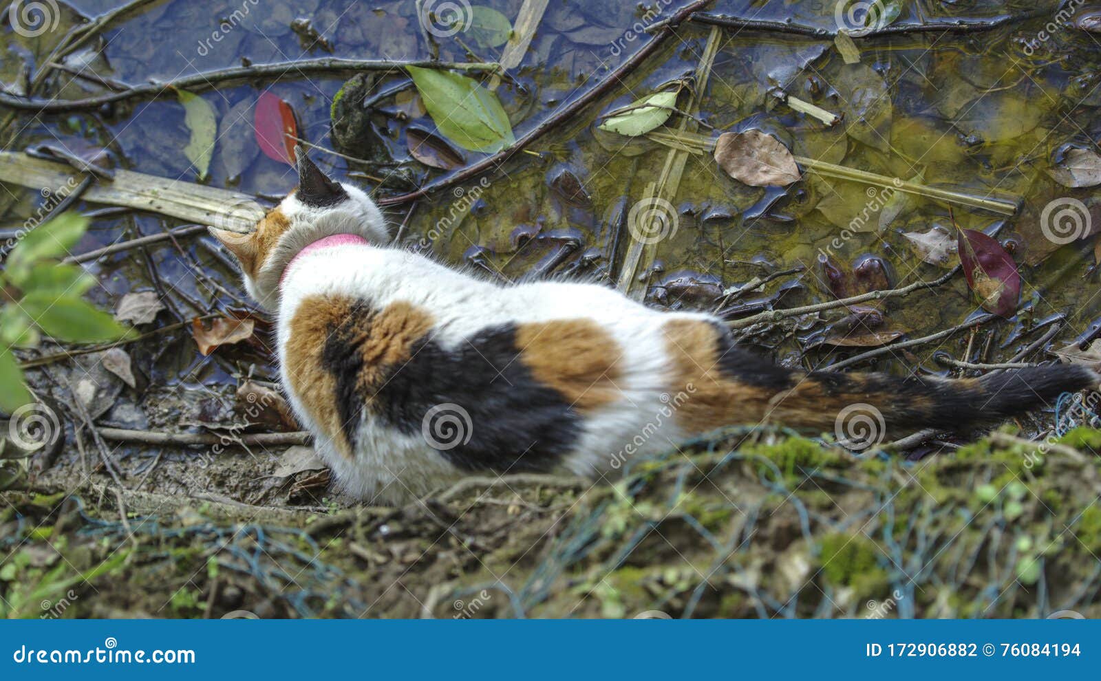 Calico Cat Drinking Water by the Pool. Stock Photo - Image of pool ...