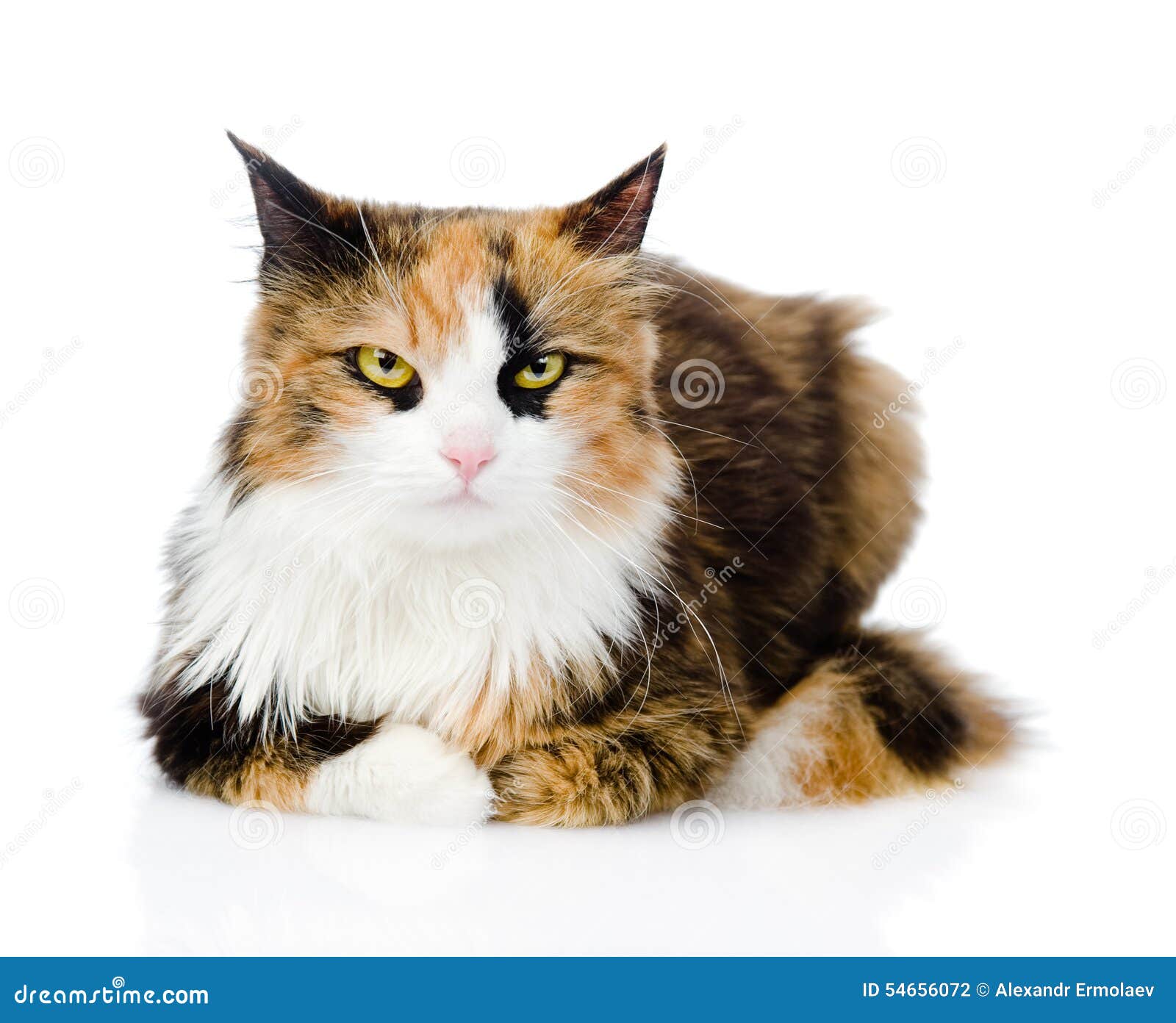 Calico Cat in Front. Isolated on White Background Stock Photo - Image ...