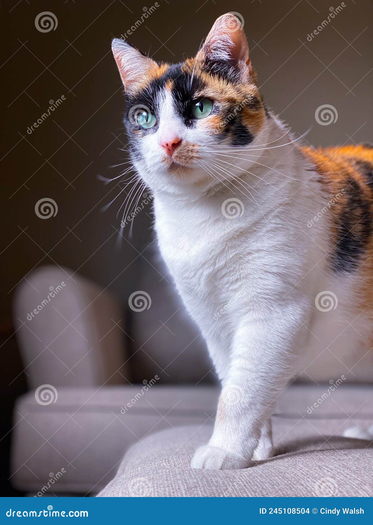 Calico cat stock photo. Image of length, eyes, standing - 245108504
