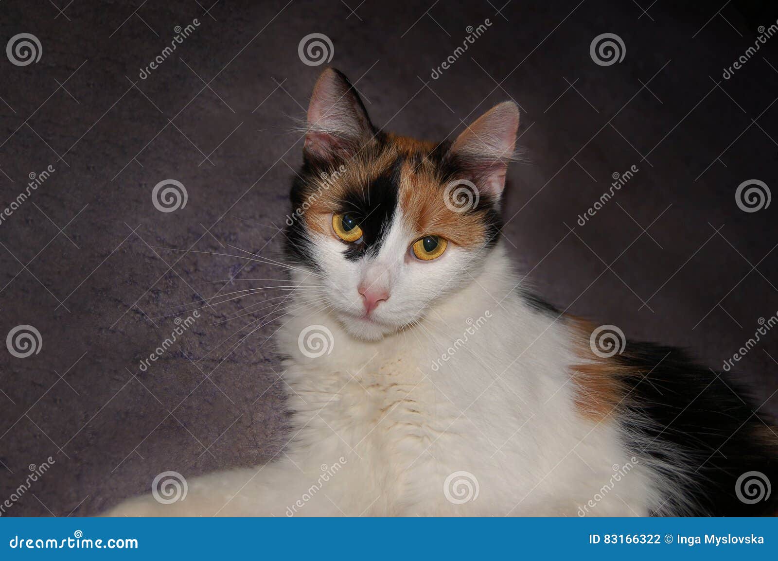 Calico cat on grey carpet stock photo. Image of portrait - 83166322