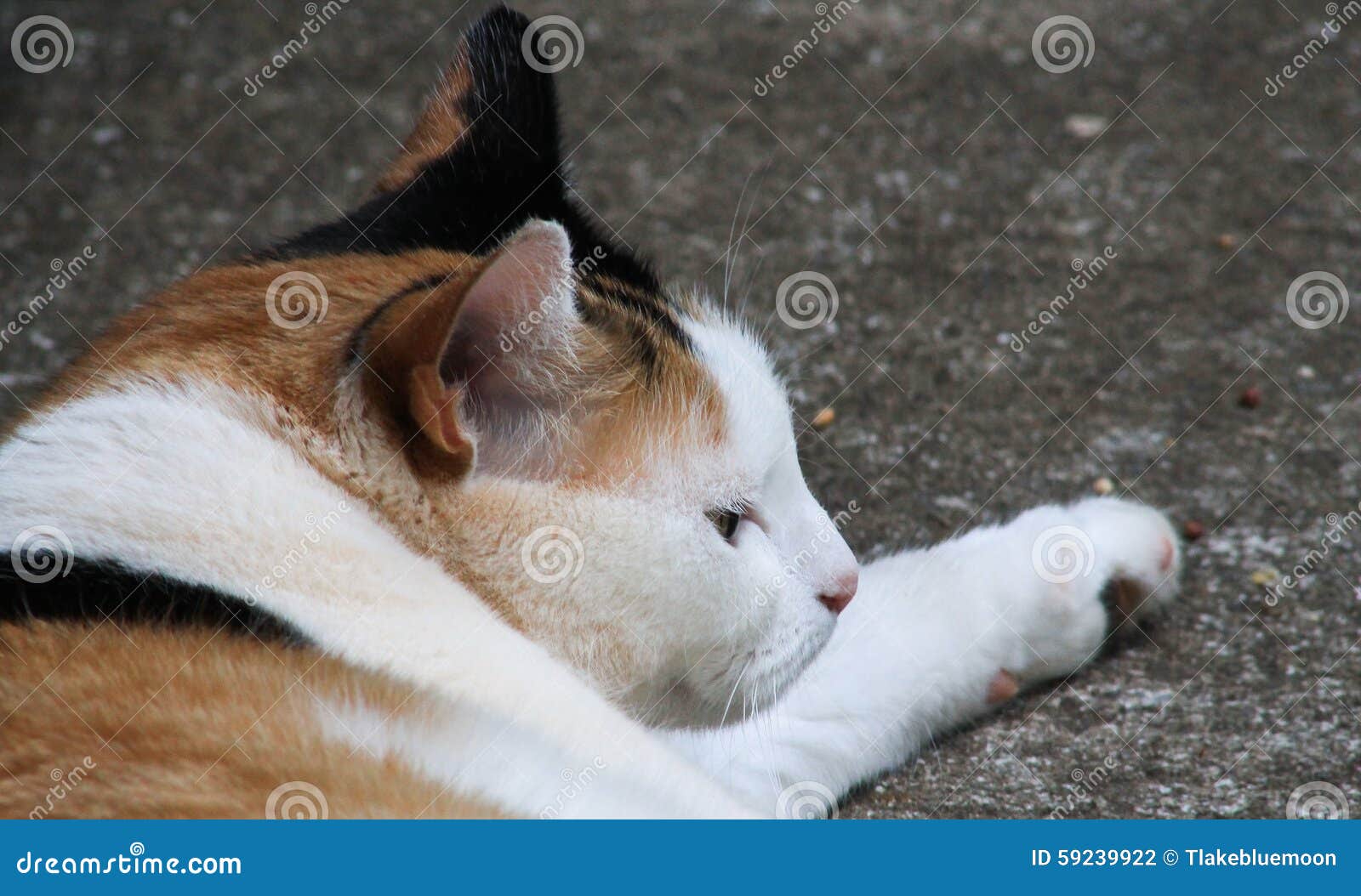 Calico cat headshot stock photo. Image of wiskers, patio - 59239922