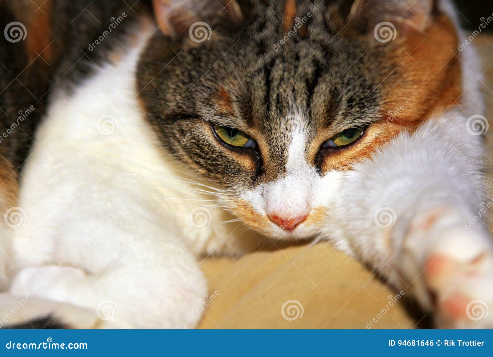 Calico Cat stock photo. Image of shiny, whiskers, lying - 94681646