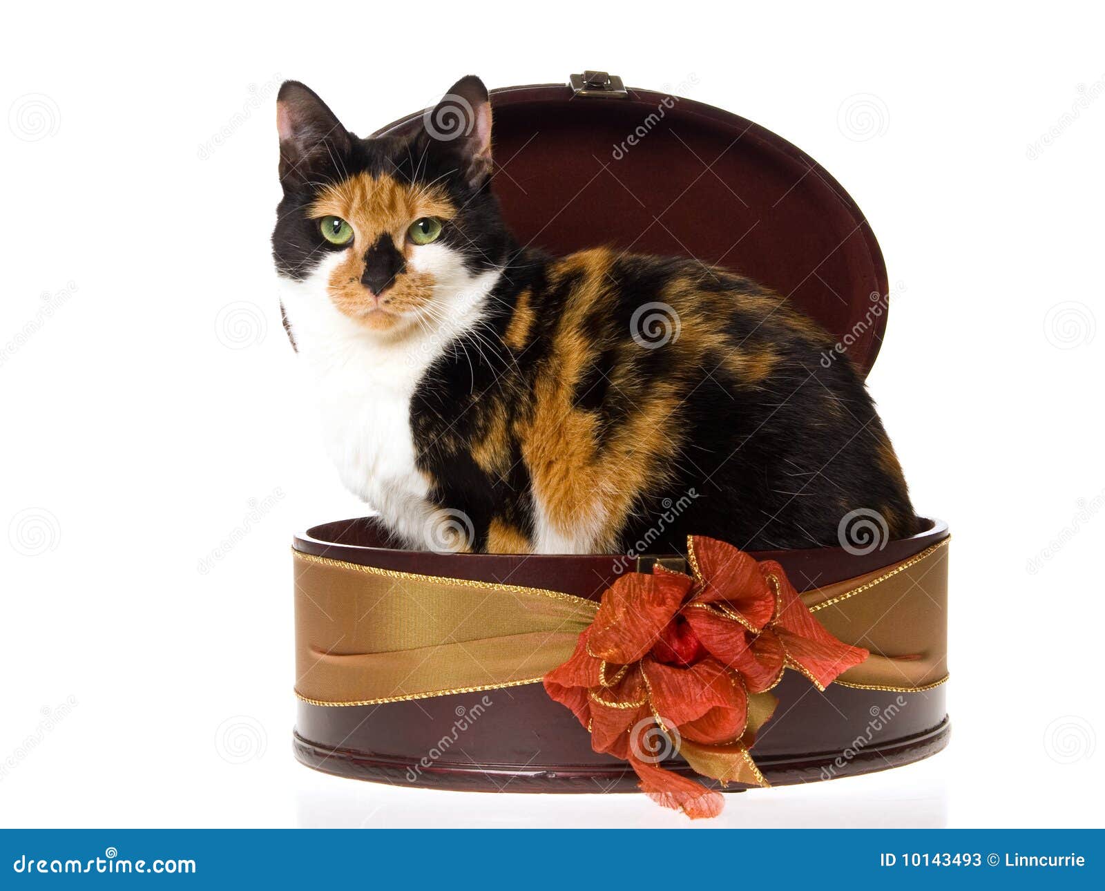 Calico Cat Inside Brown Gift Box Stock Image - Image of bronze, gift ...