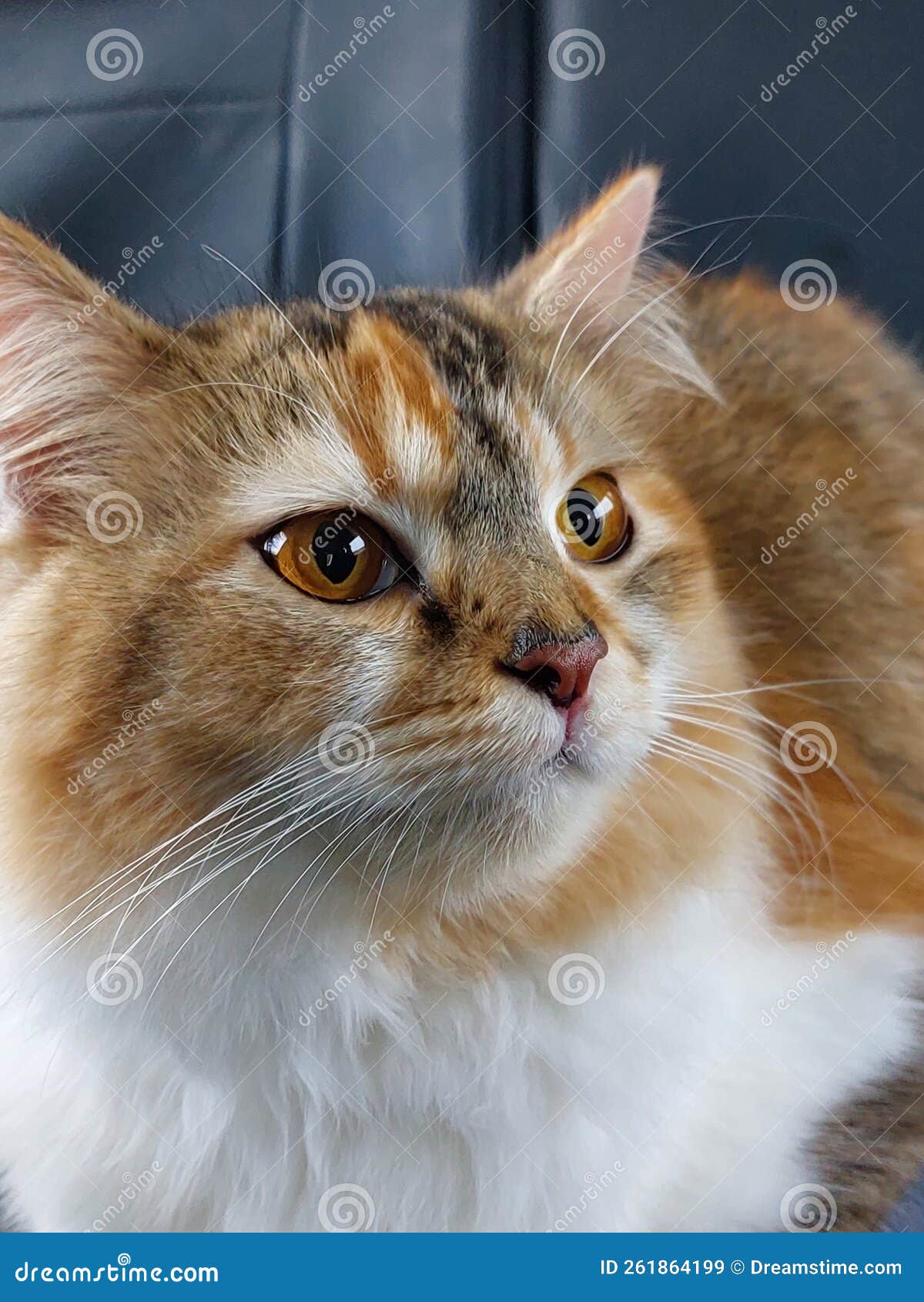 Calico Cat Kitten Cute at Car Stock Image - Image of fresh, calico ...
