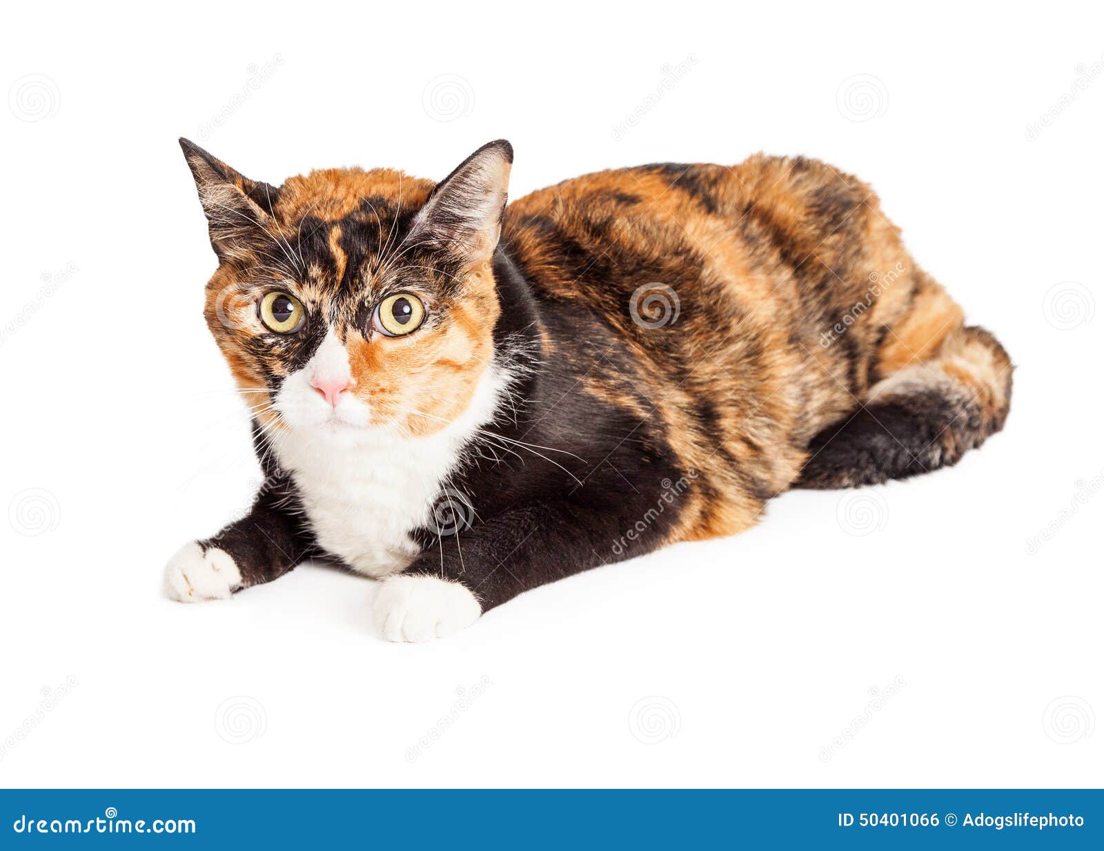 Calico Cat Laying Looking Forward Stock Photo - Image of full, high ...