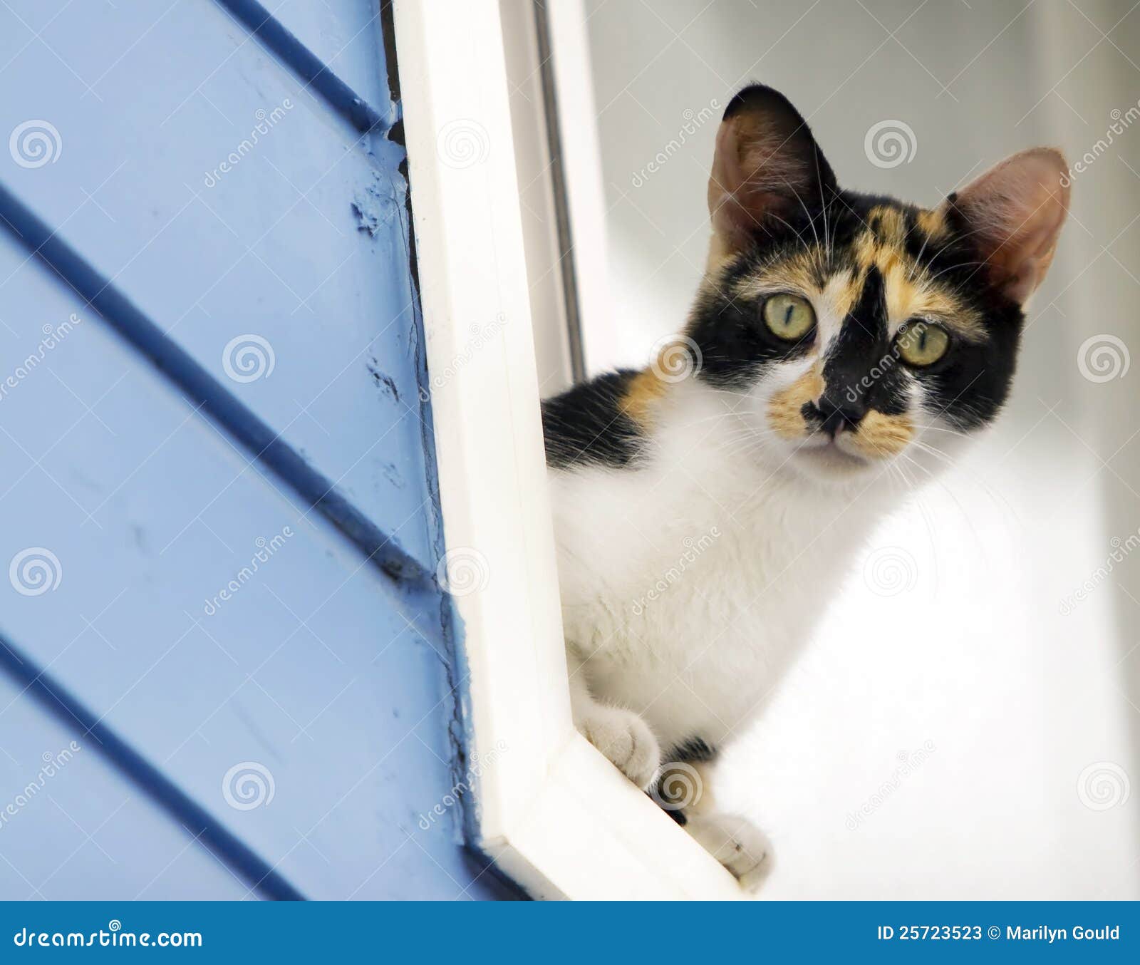 1,257 Cat Leaning Stock Photos - Free & Royalty-Free Stock Photos from ...