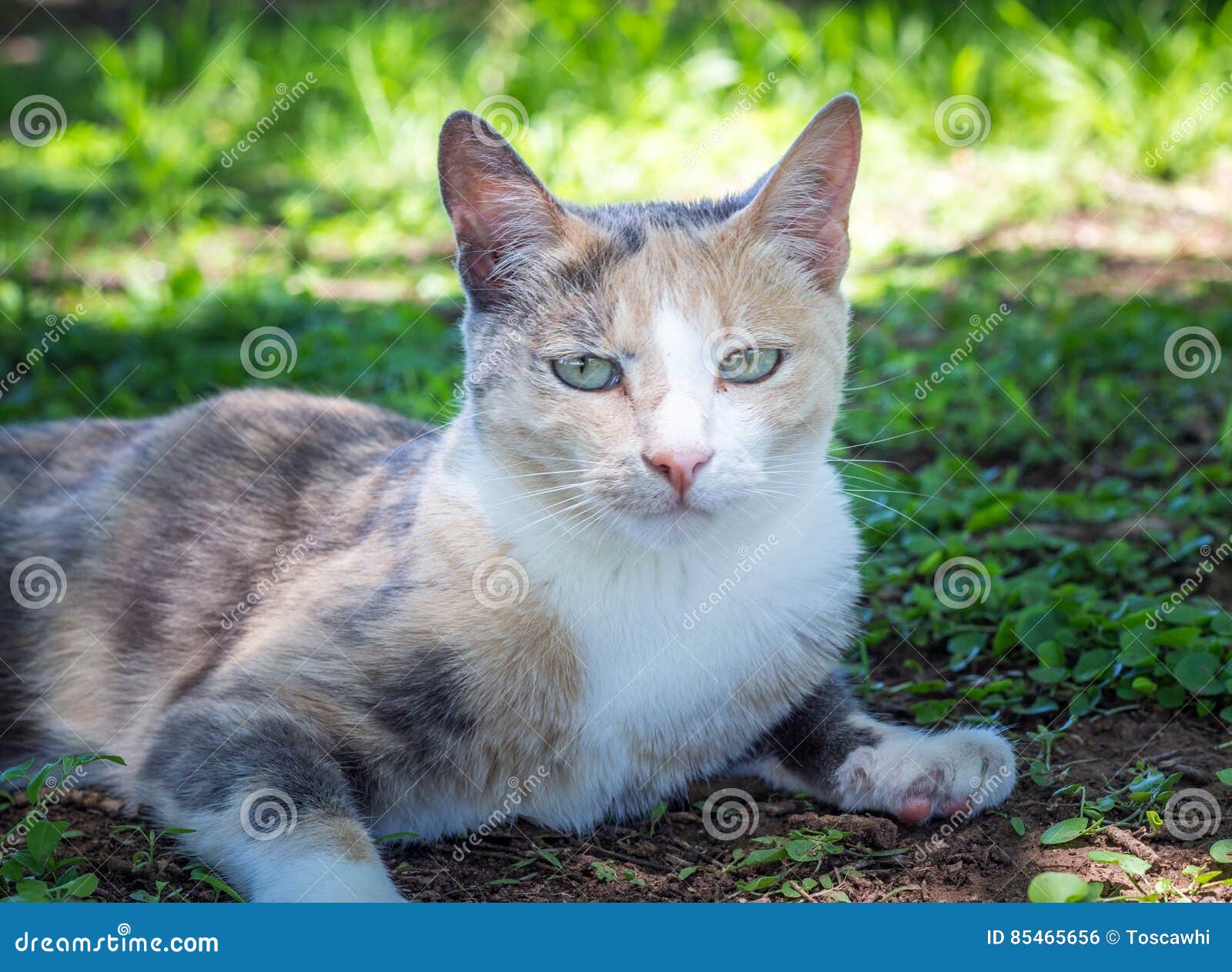 Calico Cat Lying Outside on the Grass Stock Photo - Image of mottled ...