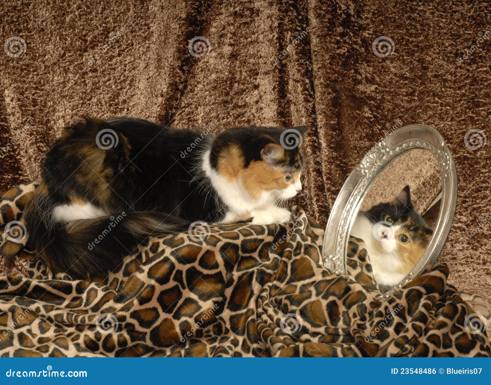 Calico Cat with Mirror stock photo. Image of groom, pose - 23548486
