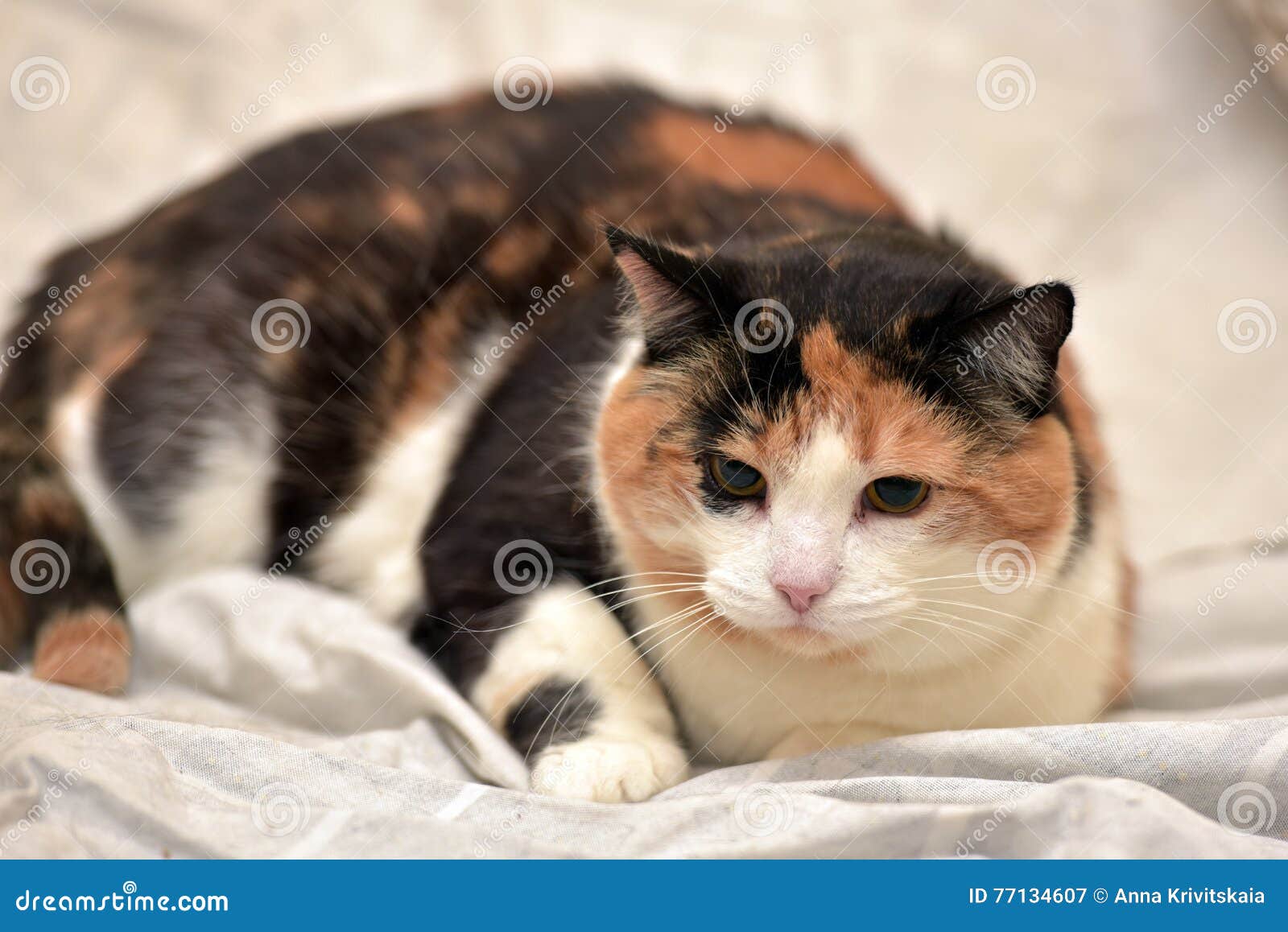 Calico cat stock image. Image of kittens, whiskers, relax - 77134607
