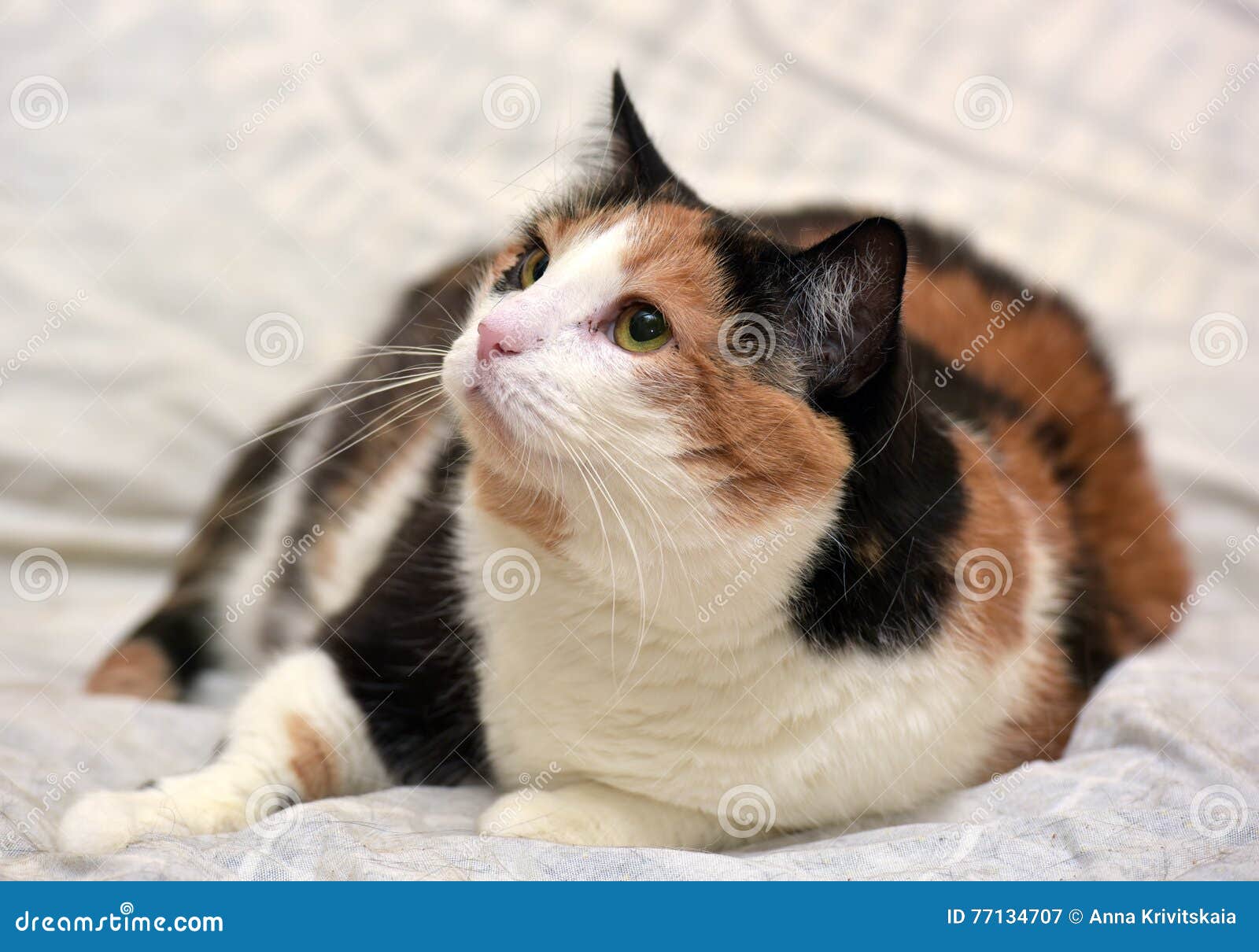 Calico cat stock image. Image of sleepy, short, haired - 77134707