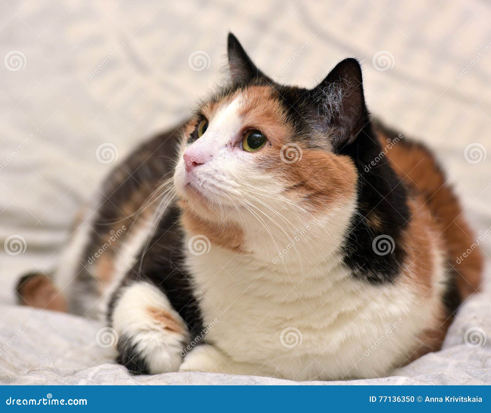 Calico cat stock photo. Image of green, puss, cute, feline - 77136350