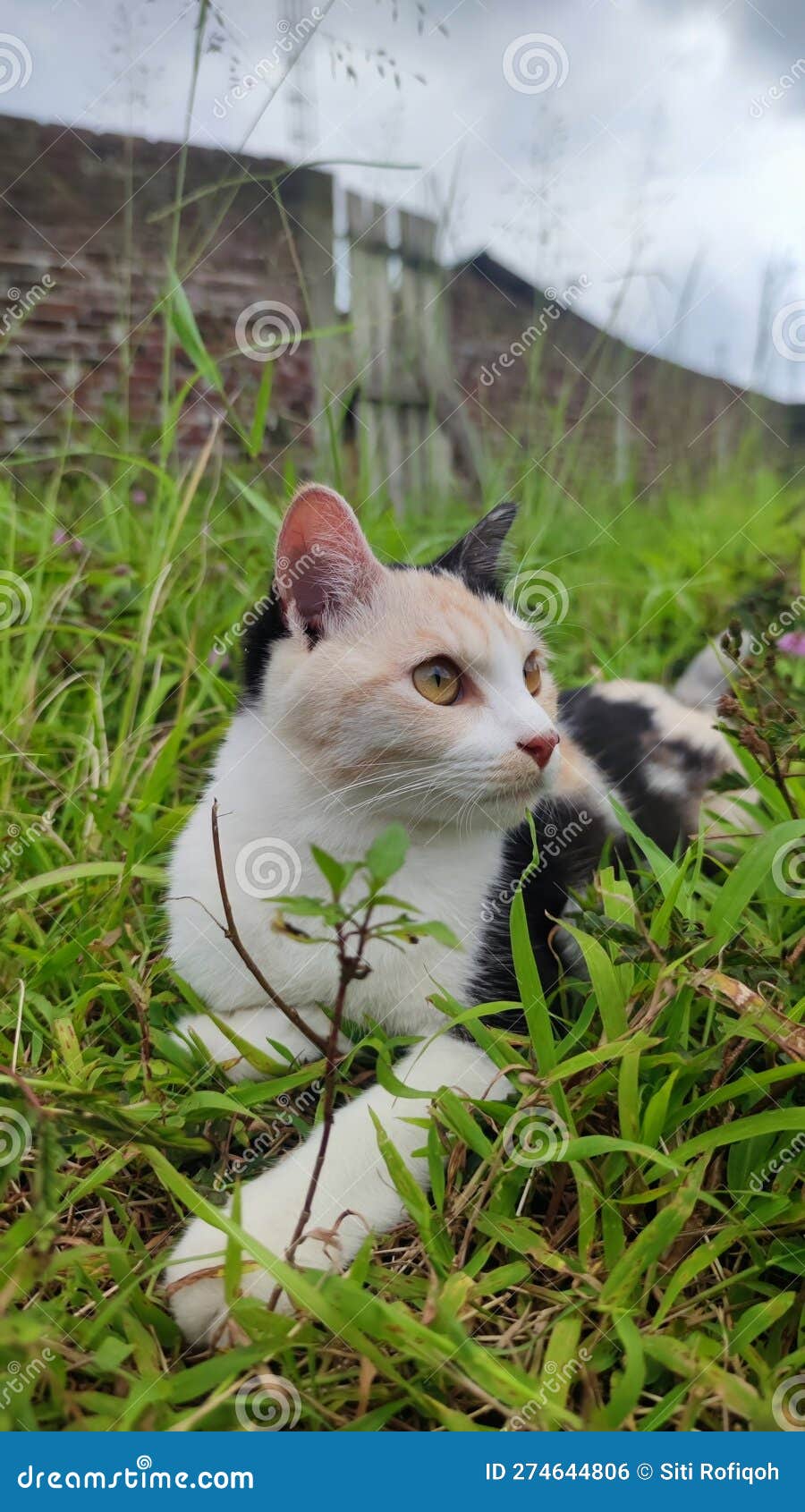 Calico Cat is Playing in the Garden Stock Photo - Image of domestic ...