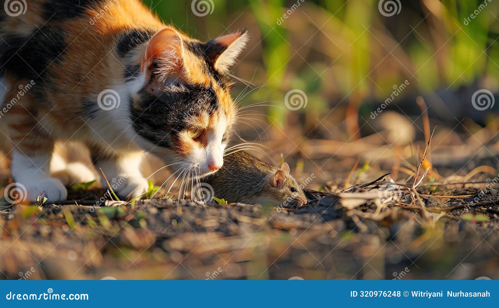 Calico Cat Playing with a Rodent it Caught . Generative Ai Stock ...